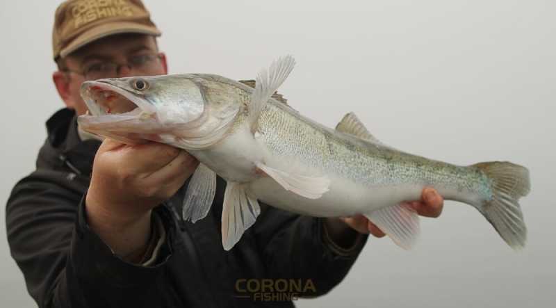 Sandacz, ryba sandacz, ciekawostki, tarło, okres ochronny, na co łowić ...