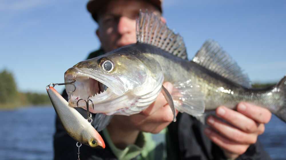 Sandacz, skuteczne przynęty na sandacza - Corona-Fishing
